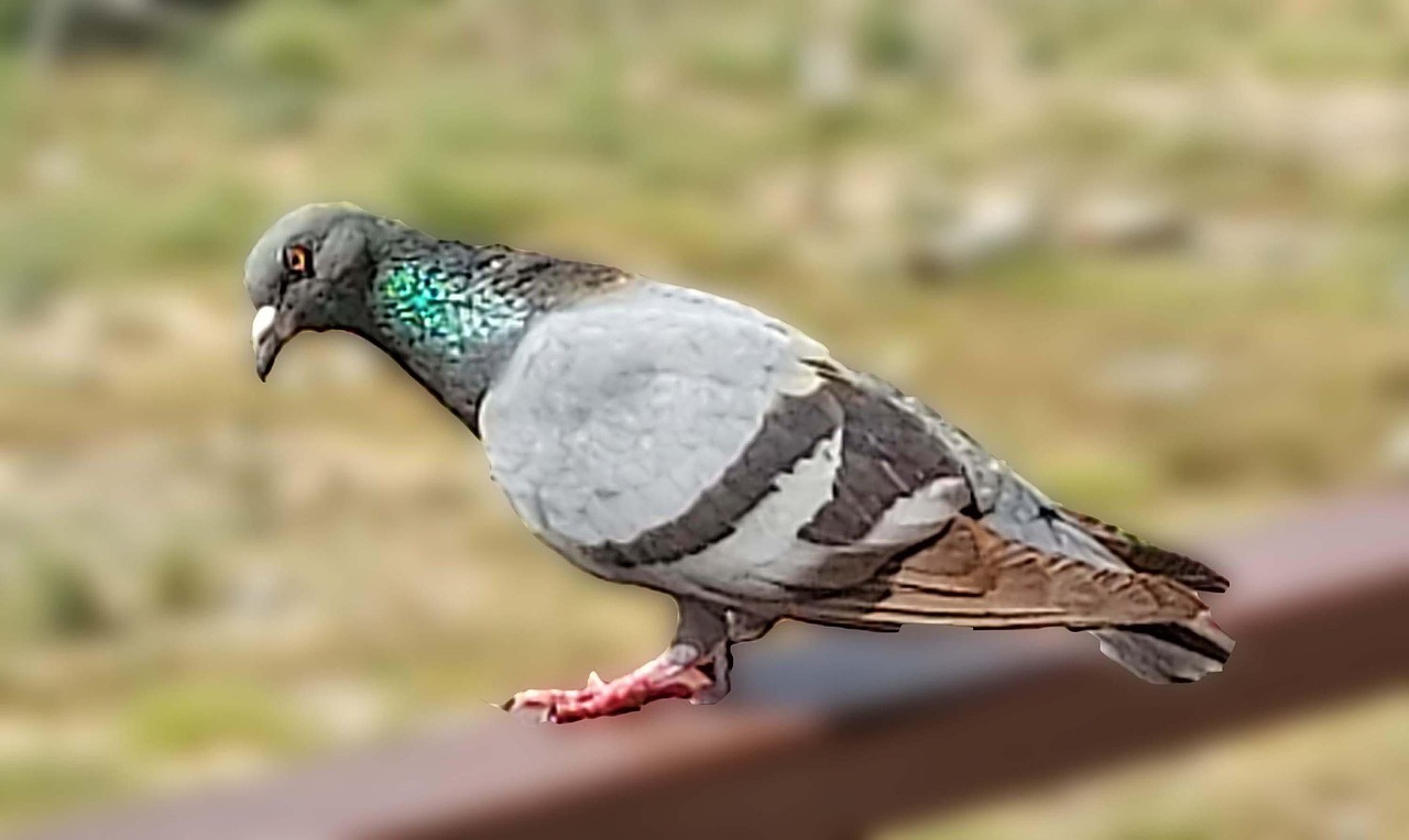 Pigeon Oiseau - Photo gratuite sur Pixabay - Pixabay