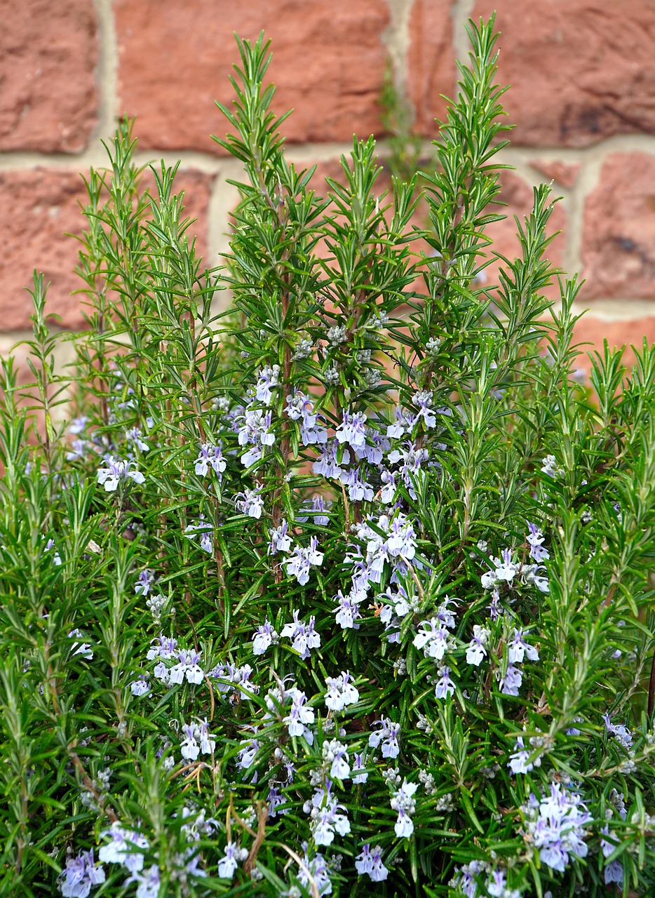 Plant Herb Rosemary - Free photo on Pixabay