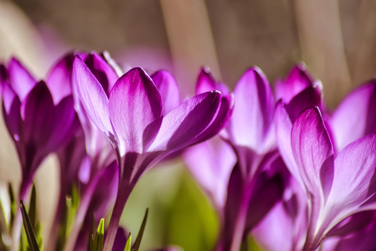 Fleurs Crocus Bloom - Photo gratuite sur Pixabay - Pixabay