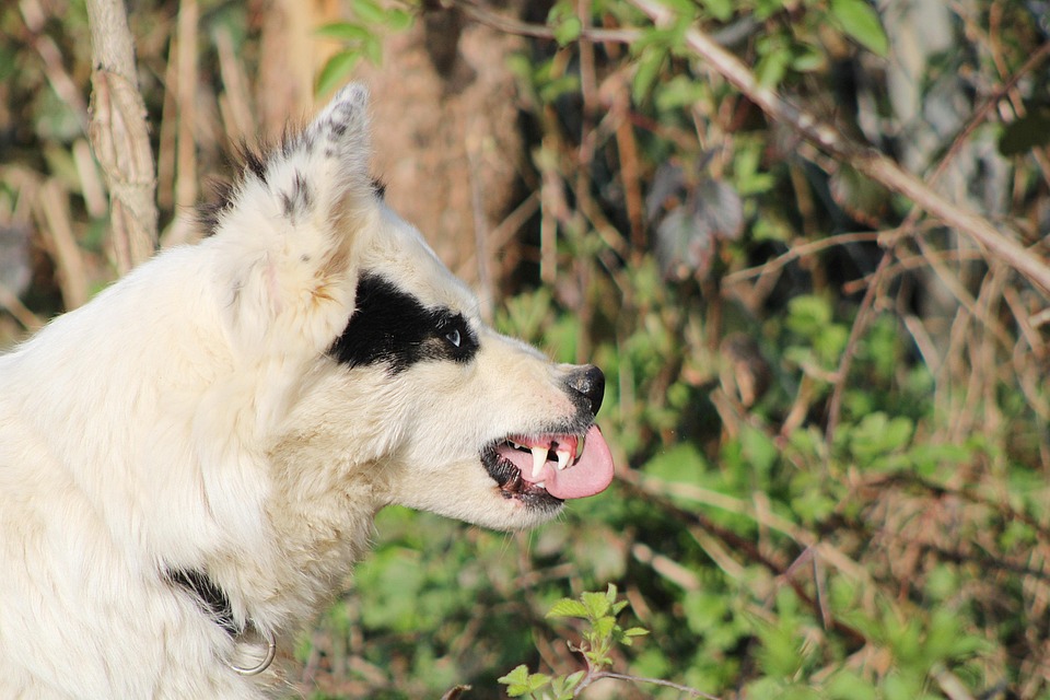 Dog Animal Aggressive - Free photo on Pixabay - Pixabay