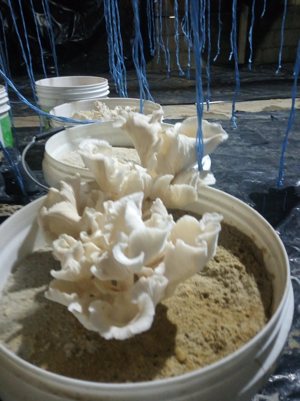 Mushroom Fresh Organic - Free photo on Pixabay - Pixabay