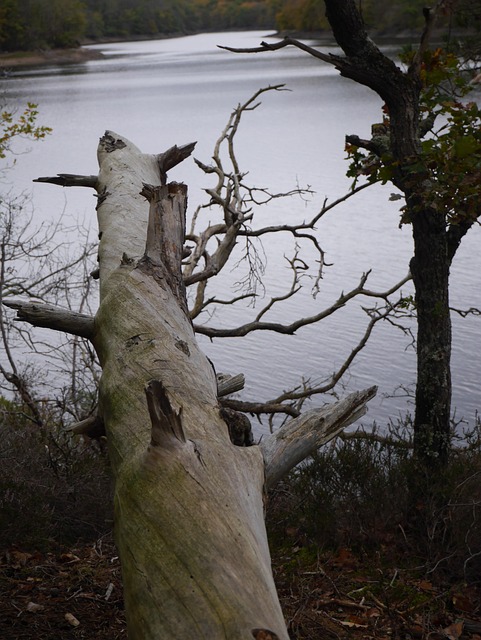 Tronc Arbre Bois - Photo gratuite sur Pixabay - Pixabay