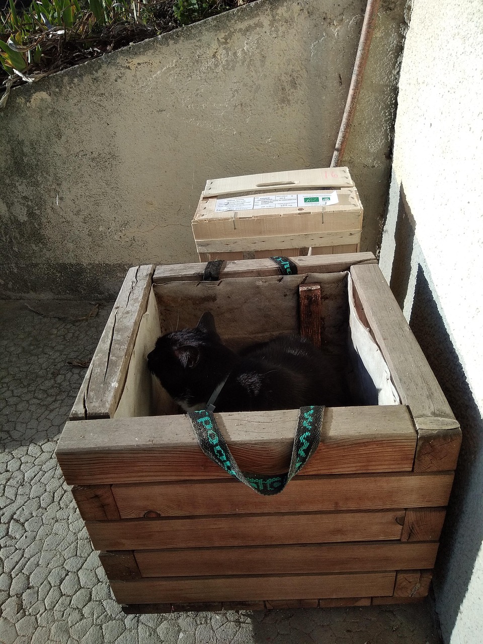 Humoristique Chat Pot - Photo gratuite sur Pixabay - Pixabay