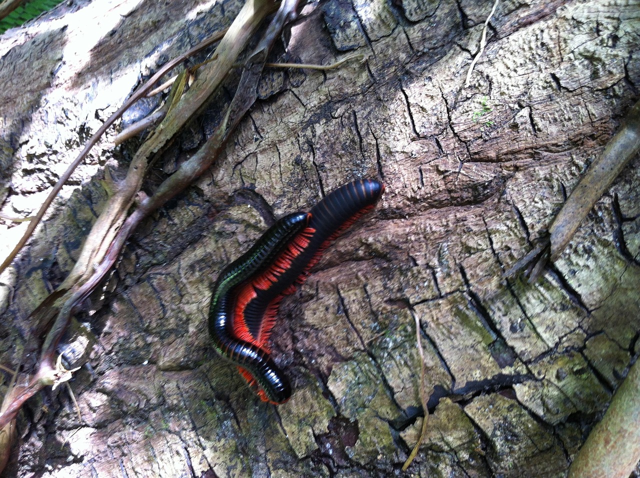 Africa Caterpillar Centipedes - Free photo on Pixabay - Pixabay