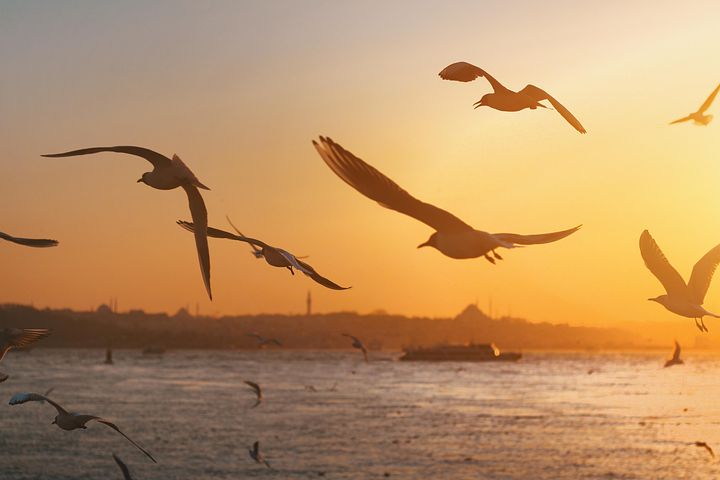 Plus de 100 000 images de Oiseaux et de Nature