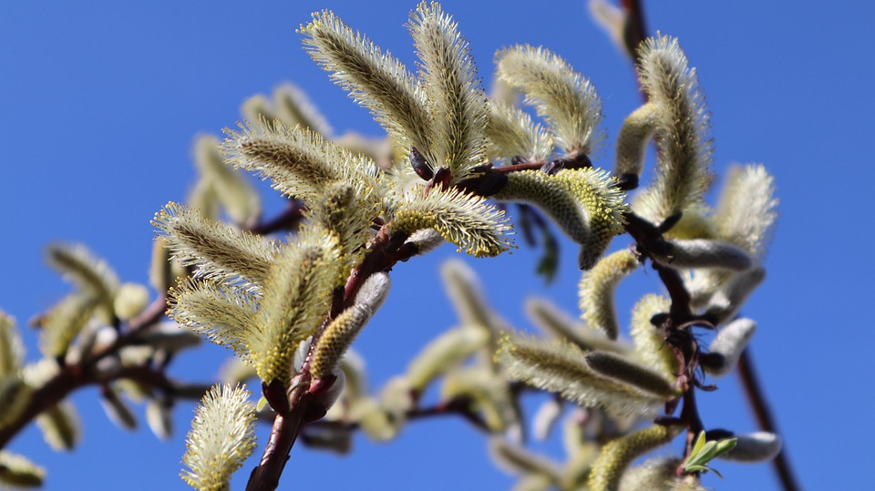 Willow Catkin Spring Flowers - Free photo on Pixabay