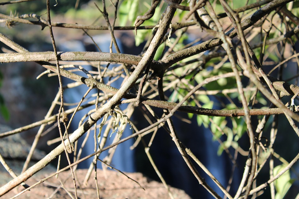 Twigs Trees Background - Free photo on Pixabay