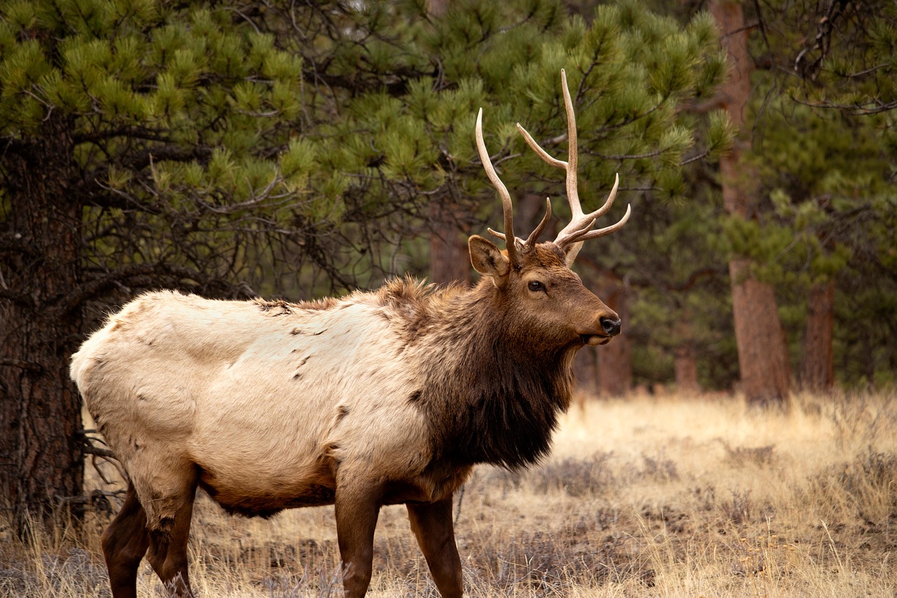 600+ Free Elk & Nature Images - Pixabay