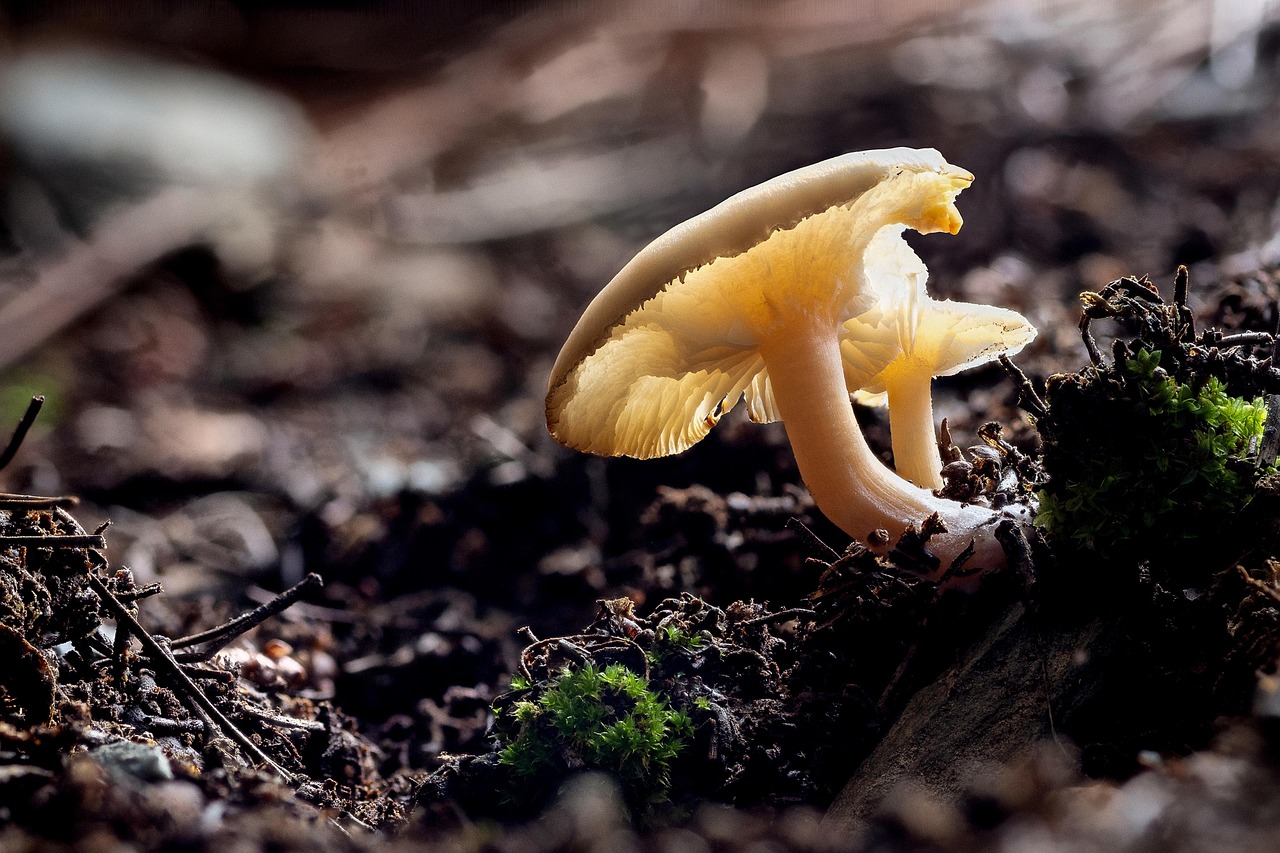 Cogumelos Fungos Chão Da Floresta - Foto gratuita no Pixabay - Pixabay