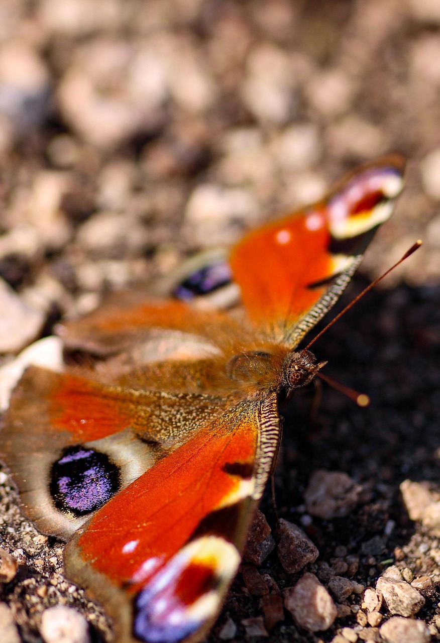 Papillon Paon Du Jour Multicolore - Photo gratuite sur Pixabay - Pixabay