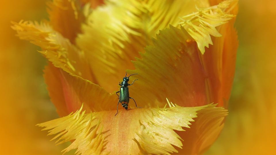 Tulip Crispa Beetle - Free photo on Pixabay