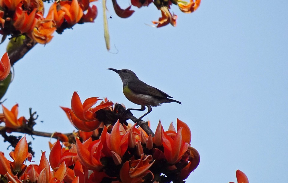 Purple-Rumped Female Sunbird - Free photo on Pixabay - Pixabay