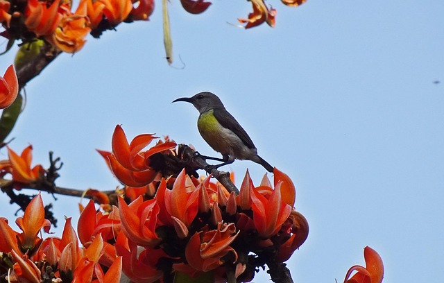 Pájaro Del Sol Aviar Fauna - Foto gratis en Pixabay - Pixabay