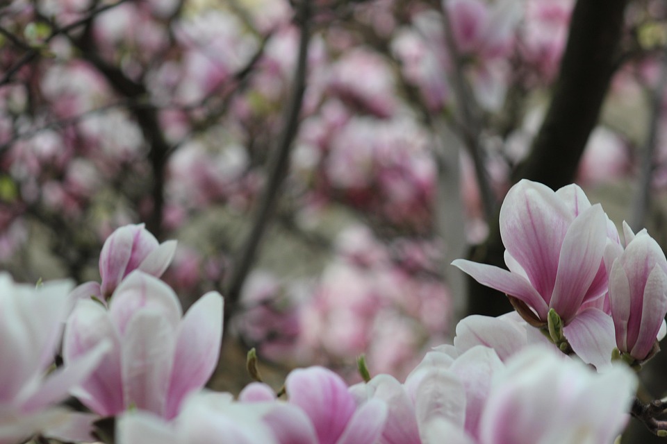 Magnolia Floewrs Nature - Free photo on Pixabay