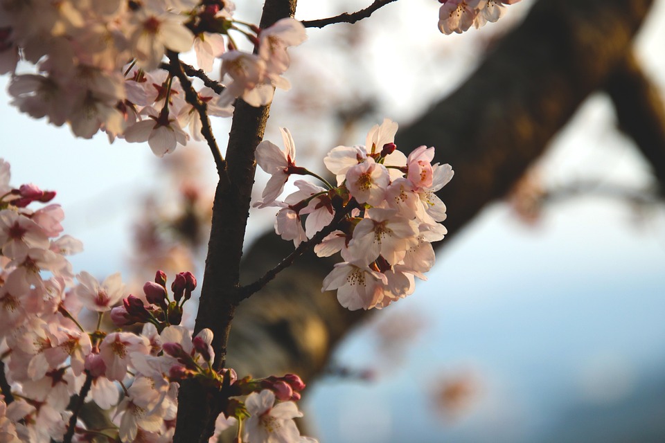 Cherry Blossoms Pink Flowers - Free photo on Pixabay - Pixabay