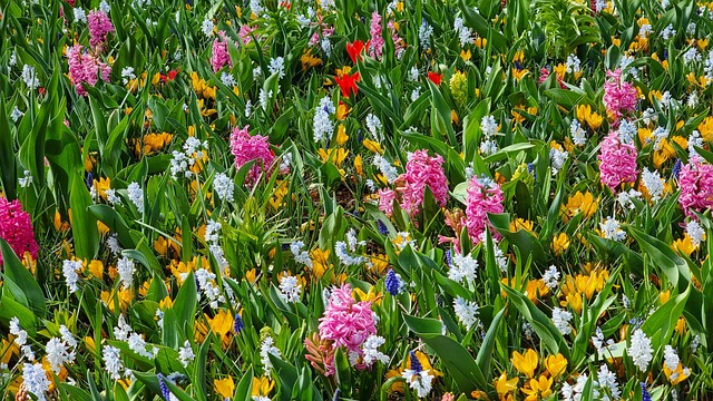 Blumen Keukenhof Botanischer - Kostenloses Foto auf Pixabay - Pixabay