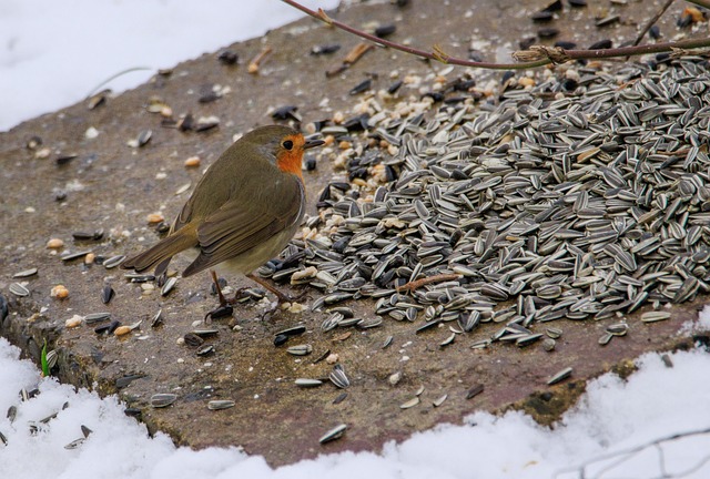 Bird European Robin Ornithology - Free photo on Pixabay - Pixabay