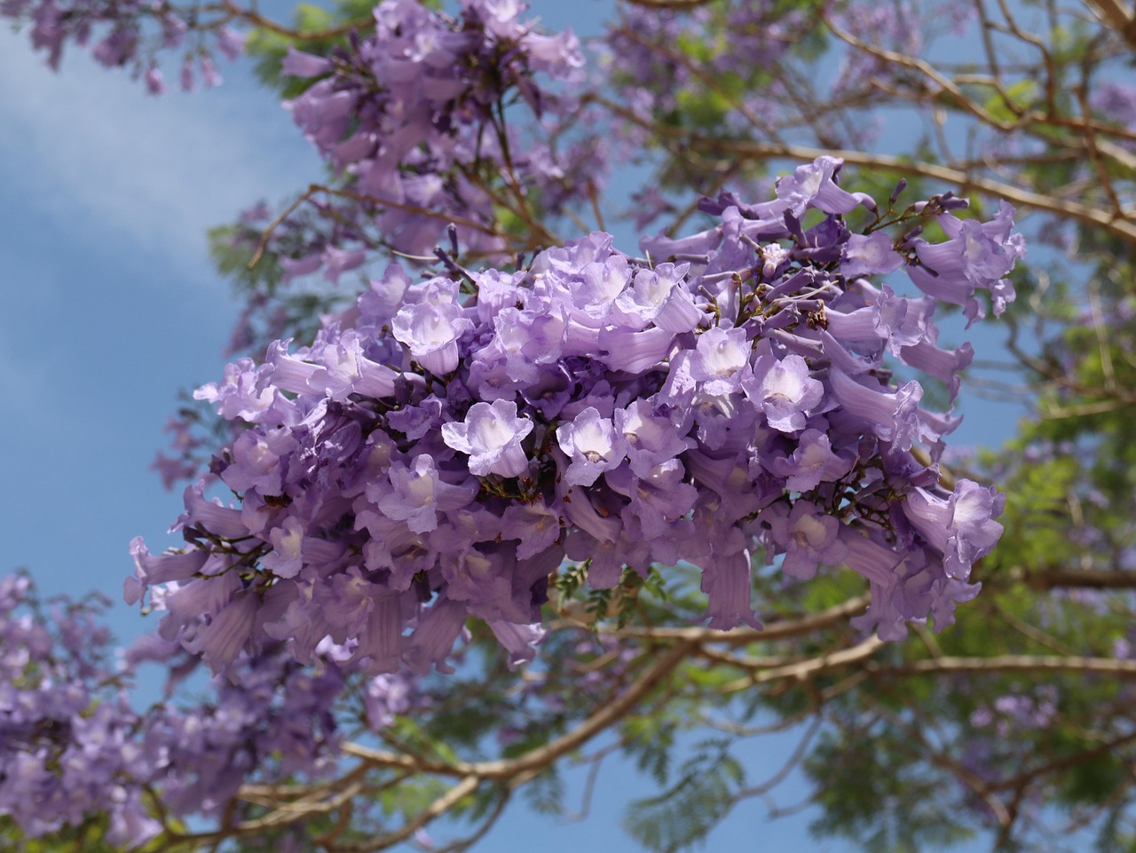 La Nature Fleurs Purple - Photo gratuite sur Pixabay - Pixabay