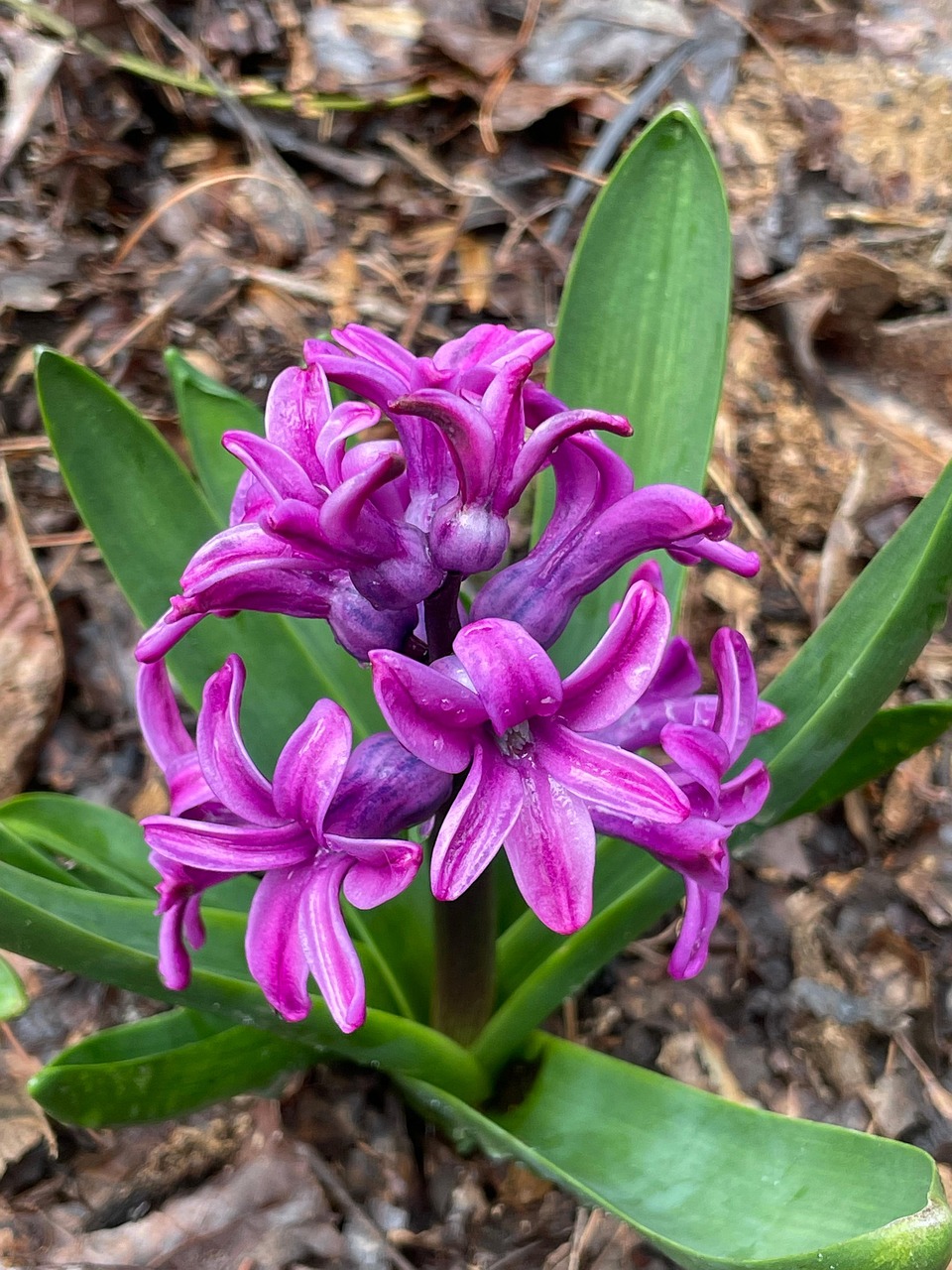 Purple Hyacinth Spring Flowers - Free photo on Pixabay
