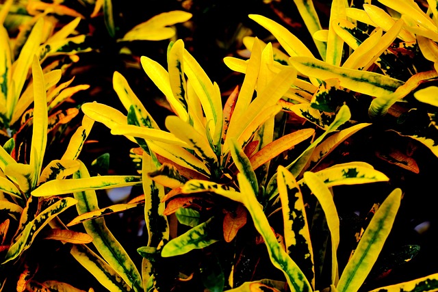 Puring Taman Daun Kuning Dedaunan - Foto gratis di Pixabay