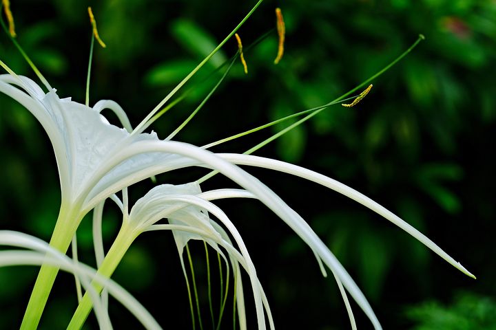 100+ Free Spider Lily & Plant Images