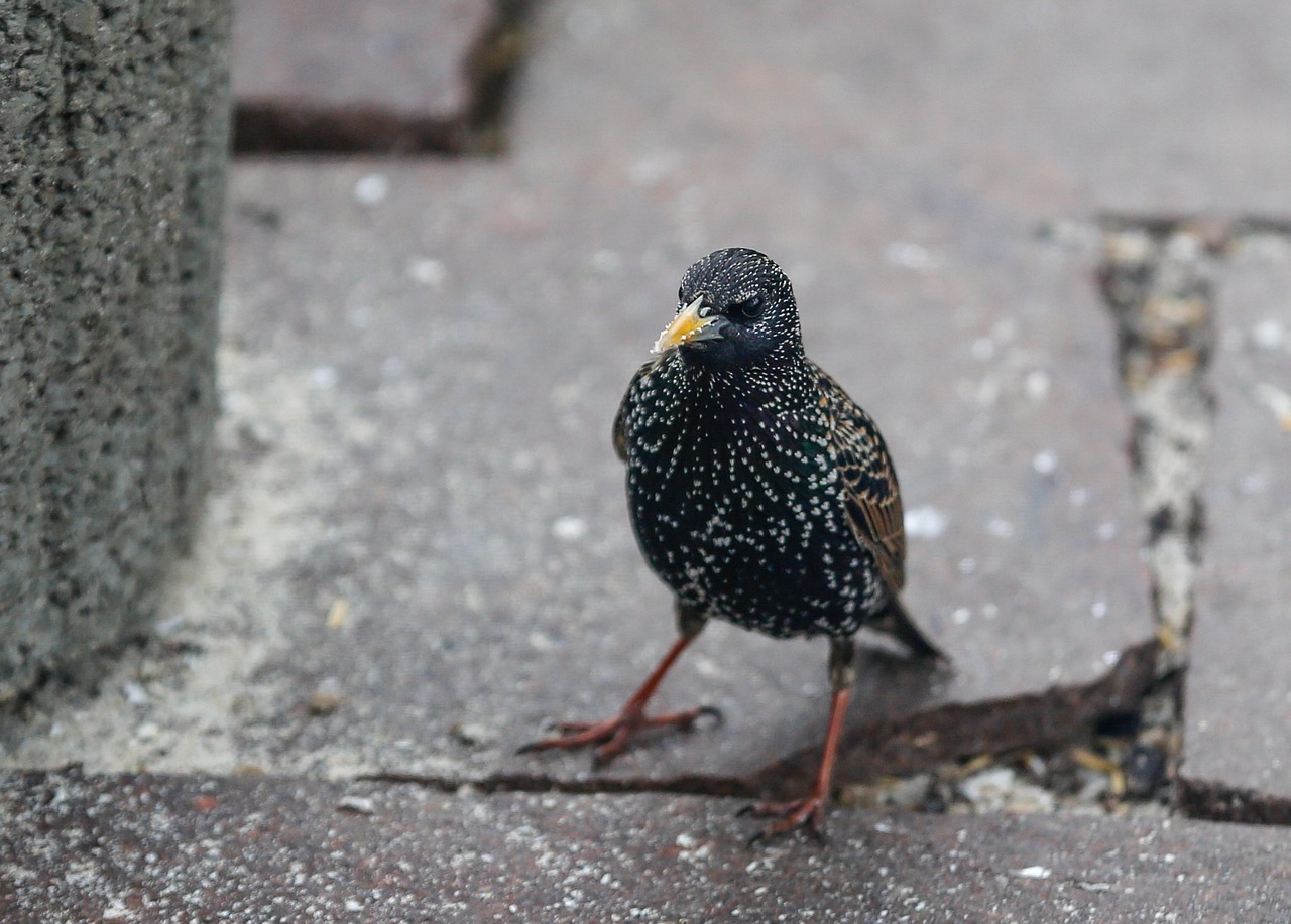 Starbird Bird Common Starling - Free photo on Pixabay - Pixabay
