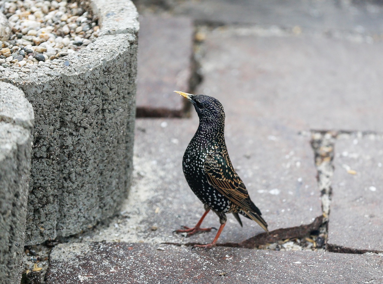 4+ Free Starbirds & Ornithology Images - Pixabay