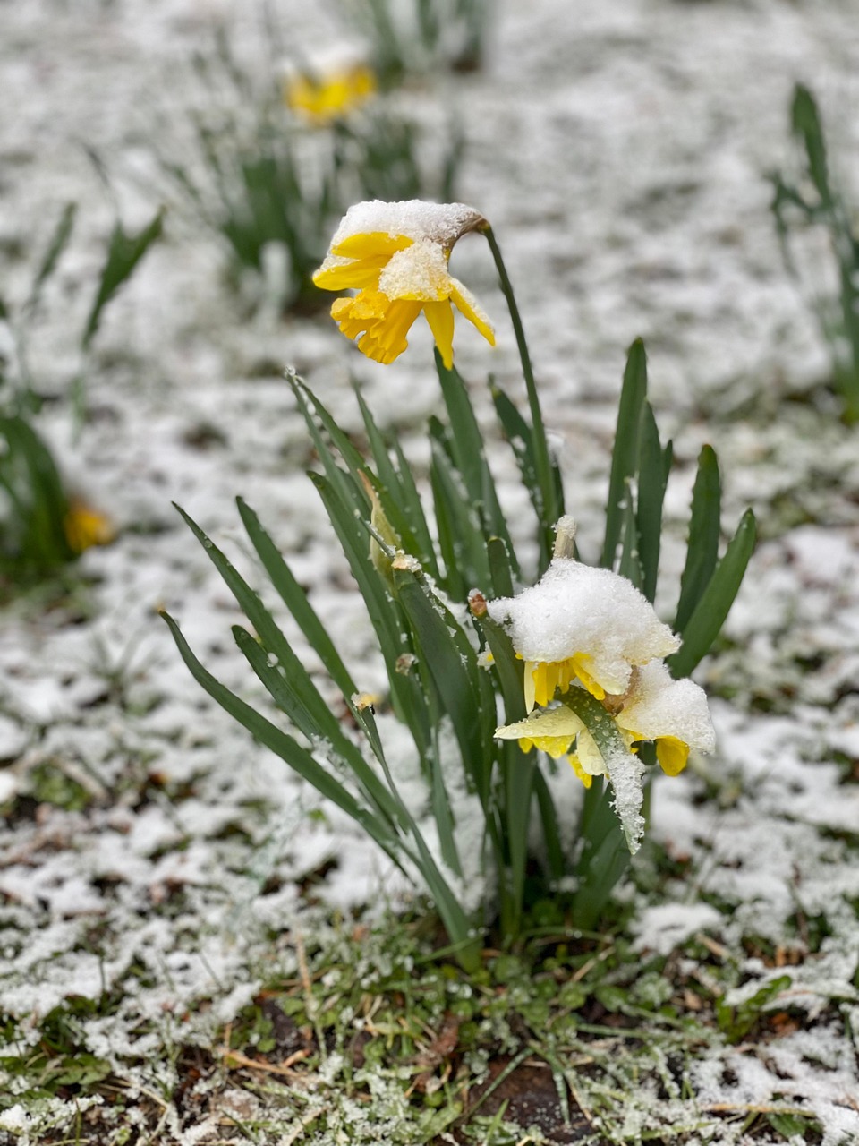 Fleurs Jonquille Neige - Photo gratuite sur Pixabay - Pixabay
