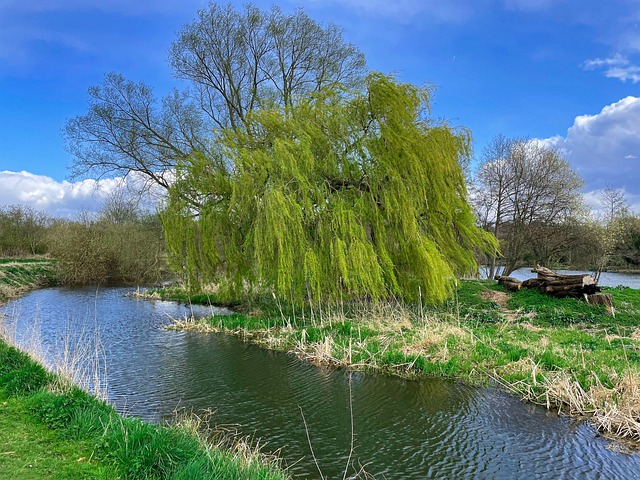 Weeping Willow Tree Free Photo On Pixabay Pixabay