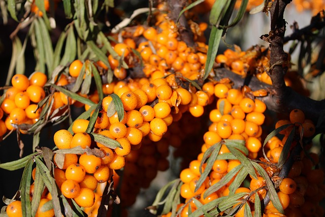 Sea Buckthorn Berries Tree - Free photo on Pixabay - Pixabay