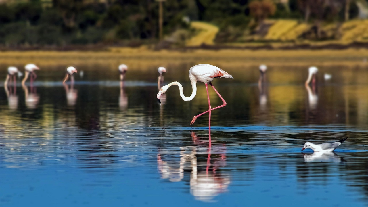 Bird Flamingo Wildlife - Free photo on Pixabay - Pixabay