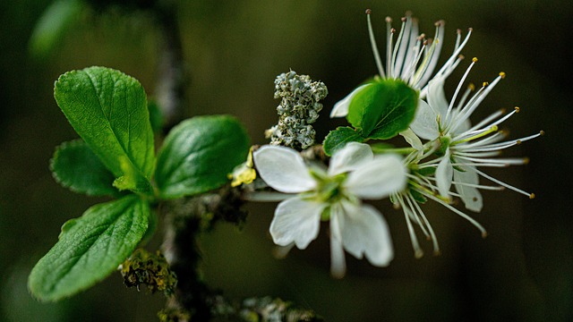 Daun Bunga Putih - Foto gratis di Pixabay - Pixabay