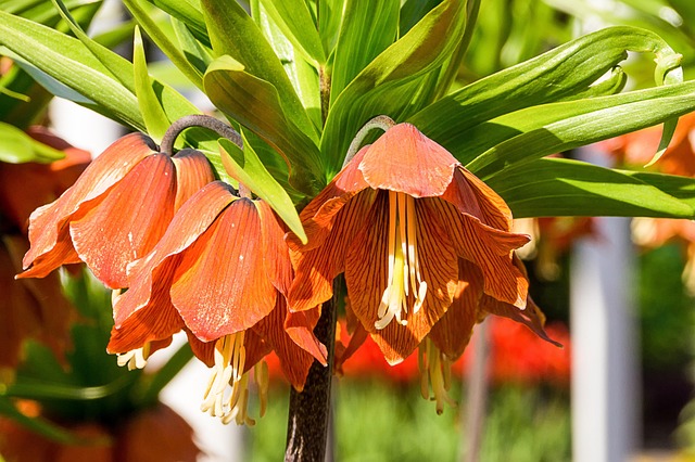 Coroa Imperial Flores Planta - Foto gratuita no Pixabay - Pixabay
