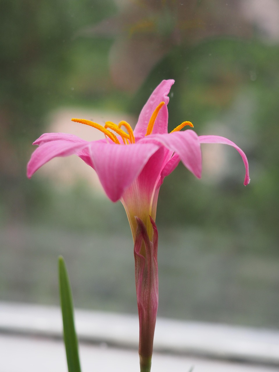 粉红雨莉莉 花 植物 - Pixabay上的免费照片 - Pixabay