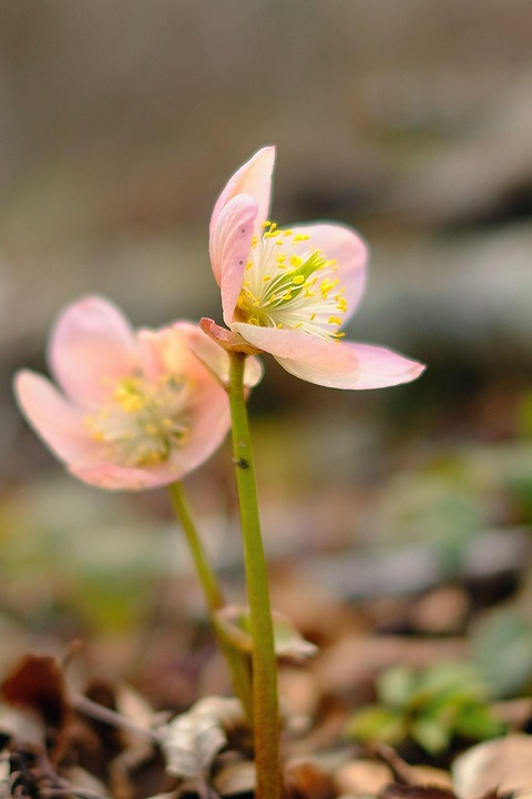 Flower Nature Plant Anemone - Free photo on Pixabay