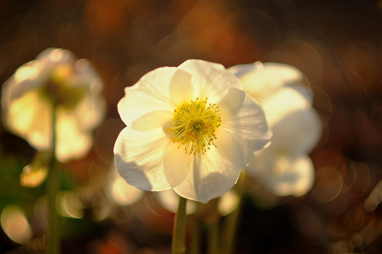 300+ kostenlose Christrose und Schneerose-Bilder - Pixabay