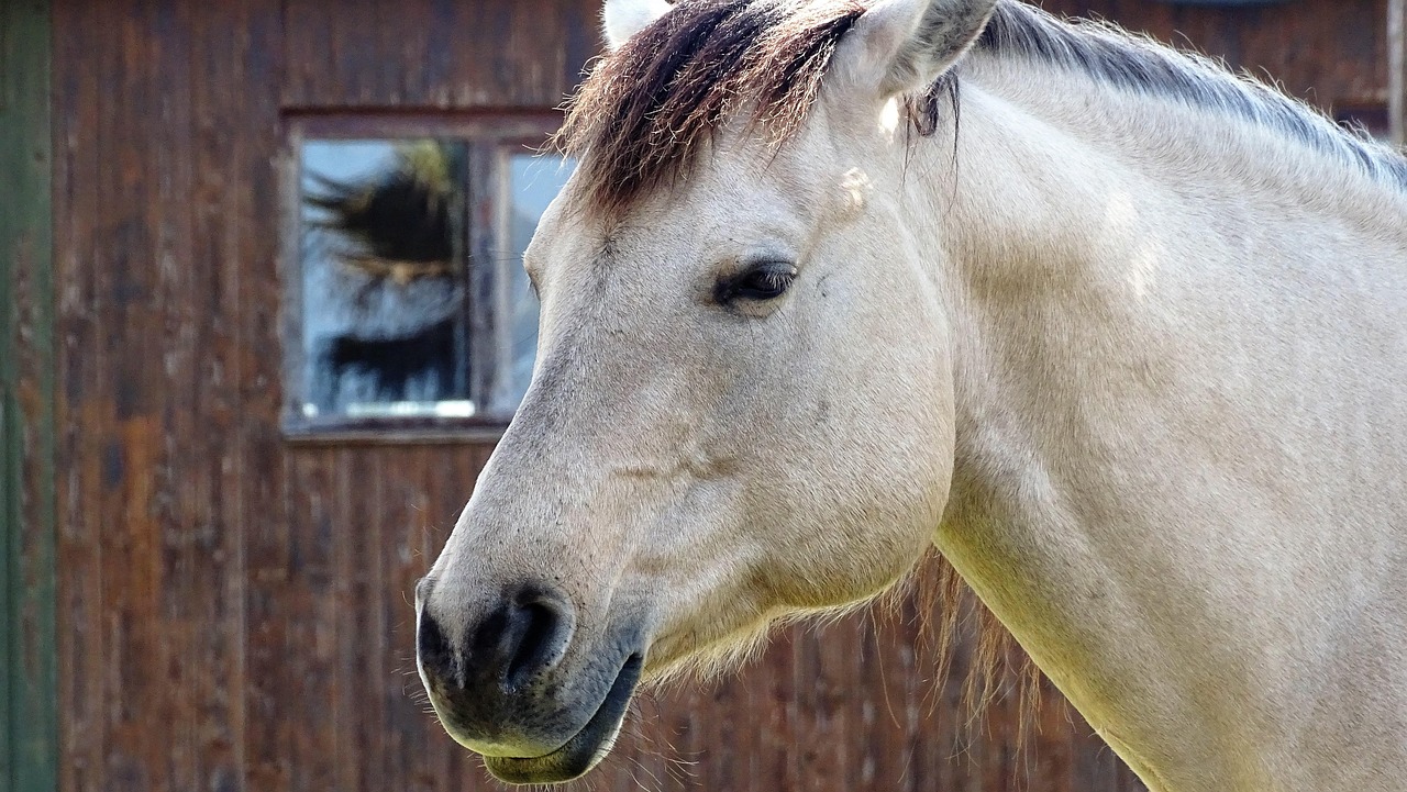 Caballo Animal Bozal - Foto gratis en Pixabay - Pixabay