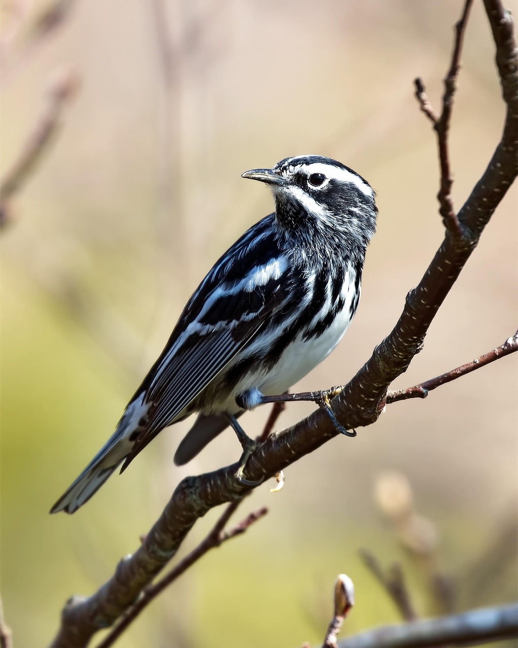 Black-And-White Warbler Warblers - Free photo on Pixabay