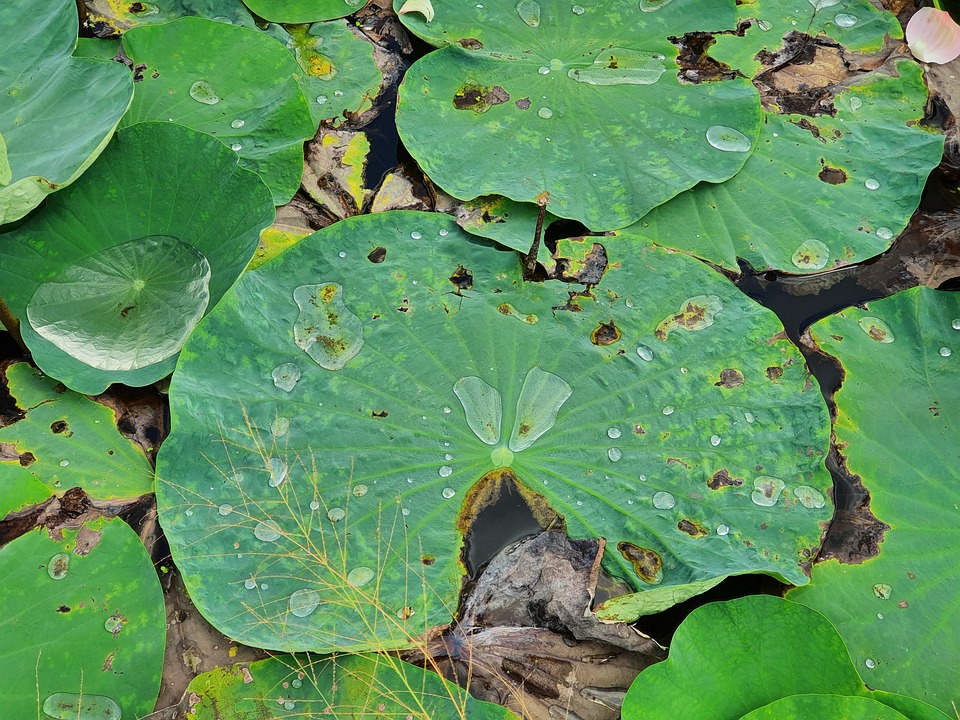 Feuille De Lotus La Nature Couleur - Photo gratuite sur Pixabay - Pixabay