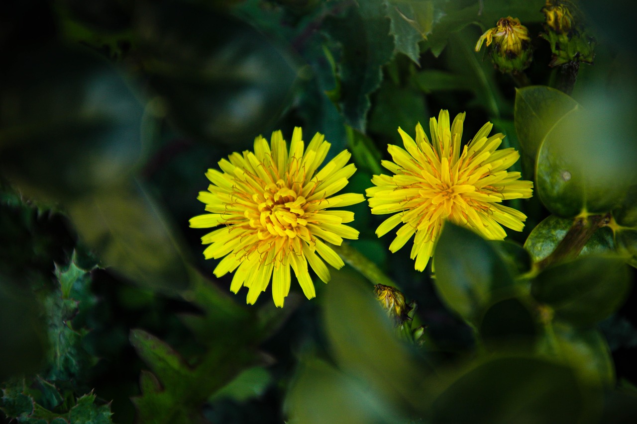 Dandelions Yellow Flowers Garden - Free photo on Pixabay