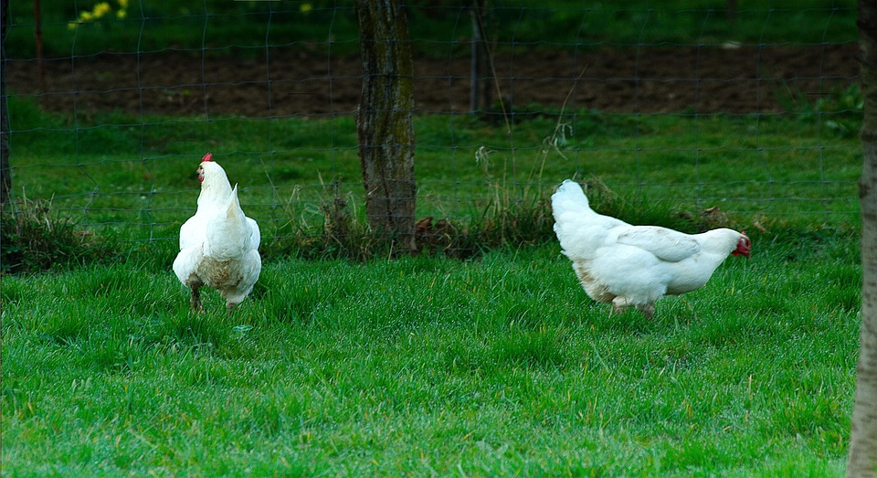 Poulets La Volaille Gazon Animaux - Photo gratuite sur Pixabay - Pixabay