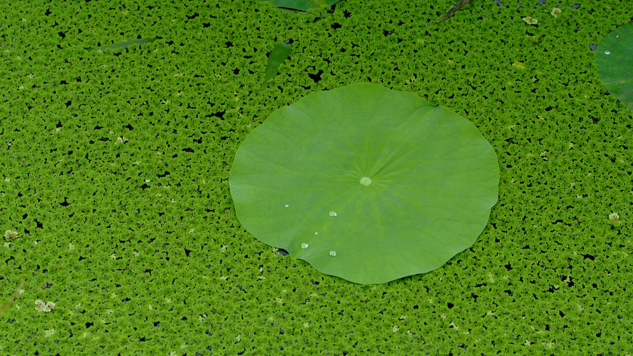 Lotus Feuille Étang - Photo gratuite sur Pixabay - Pixabay