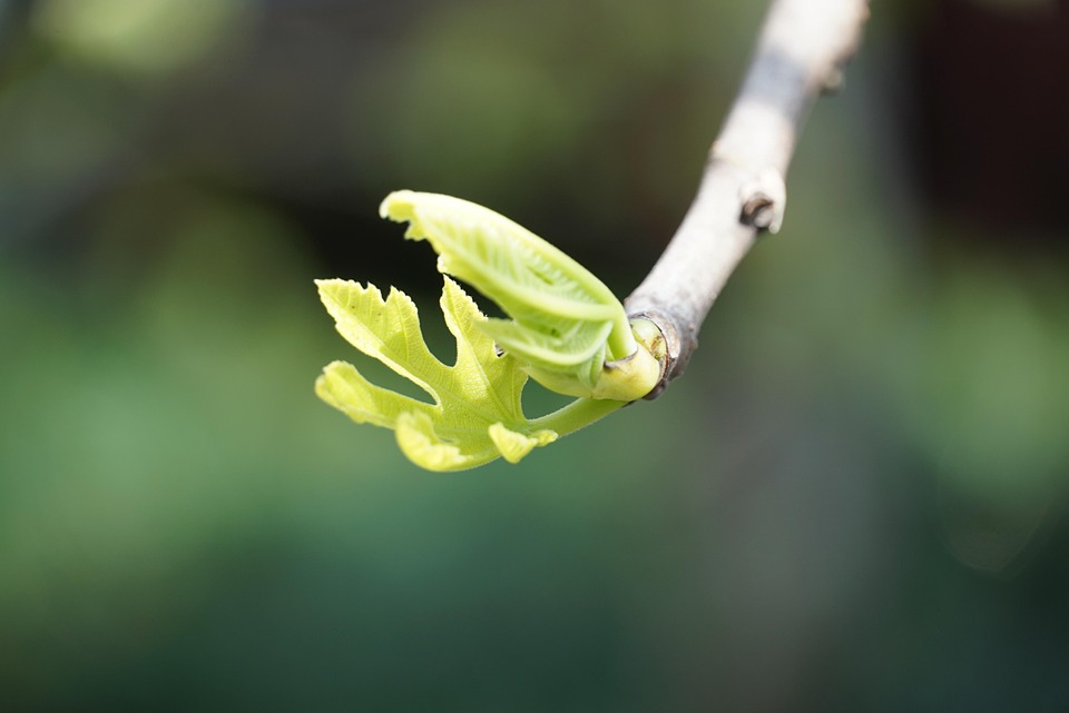 Leaf Bud Tree - Free photo on Pixabay