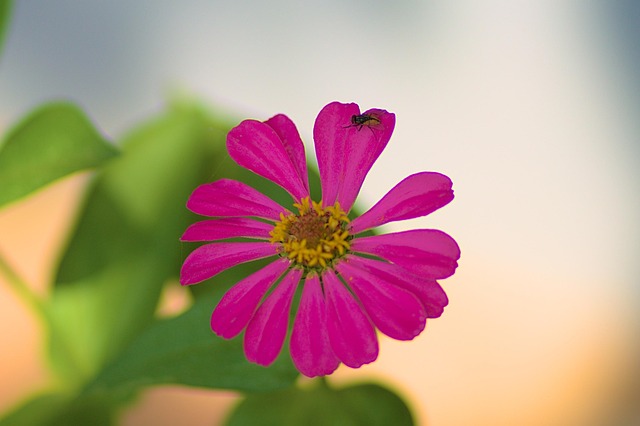 Zinnia A Zbura Polenizare - Fotografie gratuită pe Pixabay - Pixabay