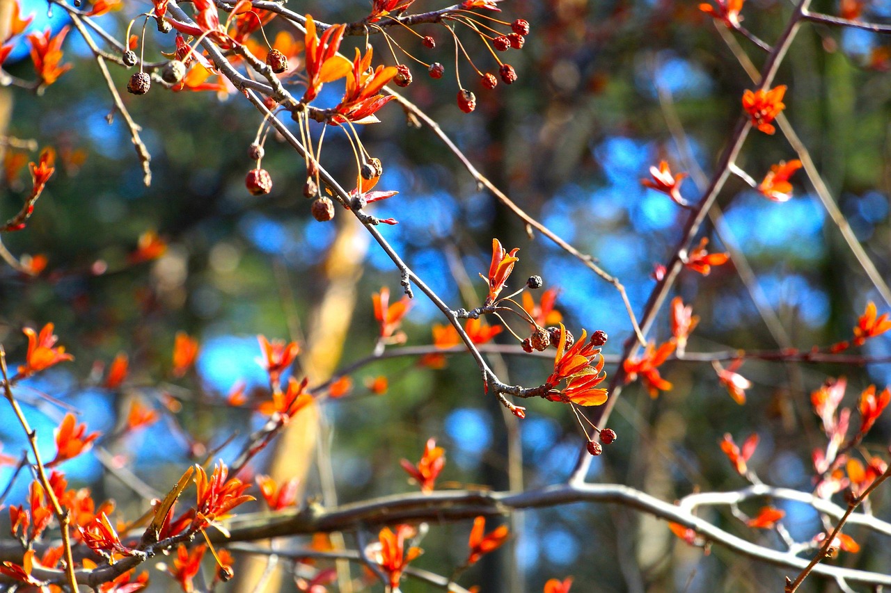 Sprigs Trees Leaves - Free photo on Pixabay - Pixabay