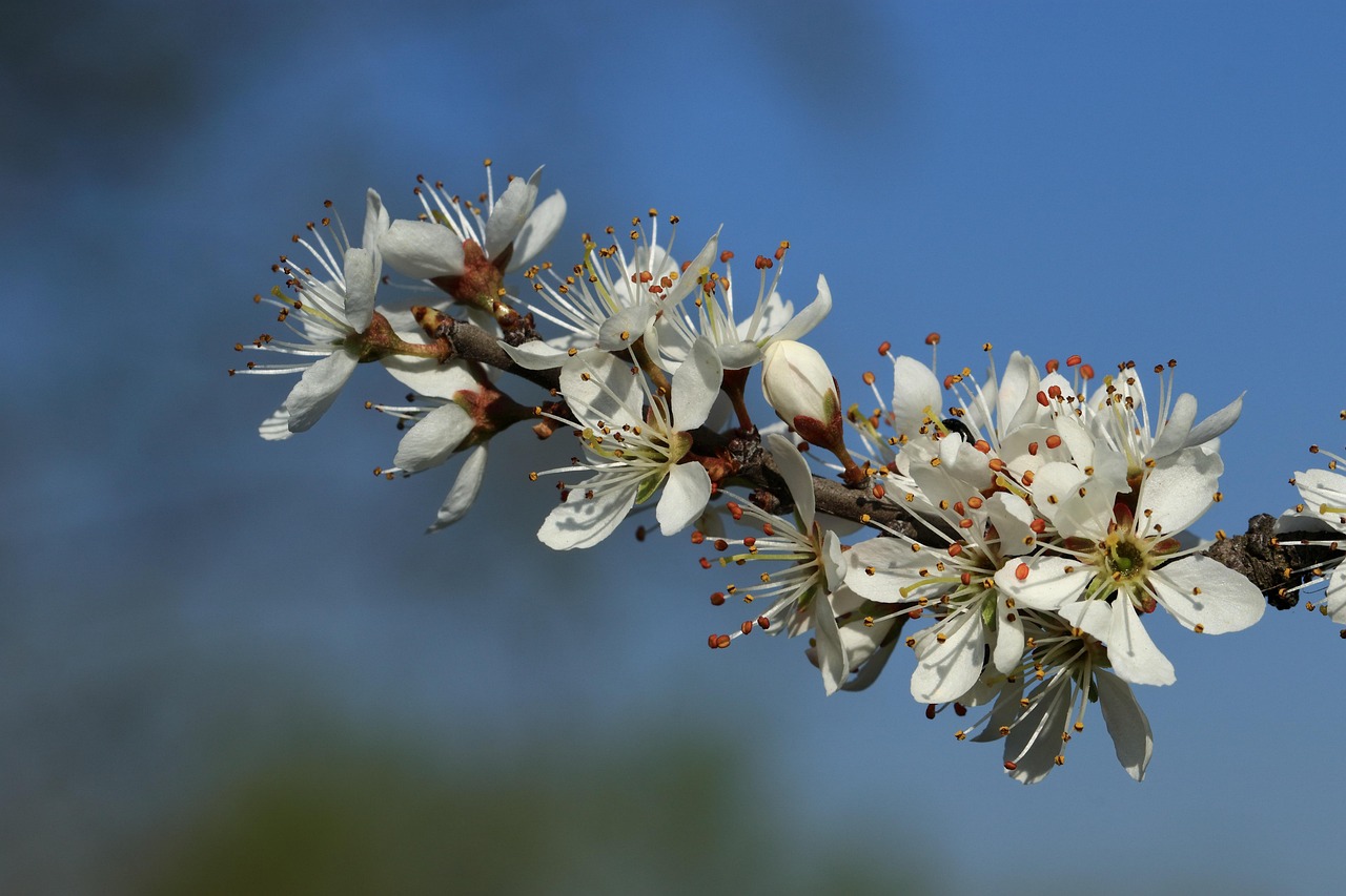 Flowering Branch White Flowers - Free photo on Pixabay - Pixabay