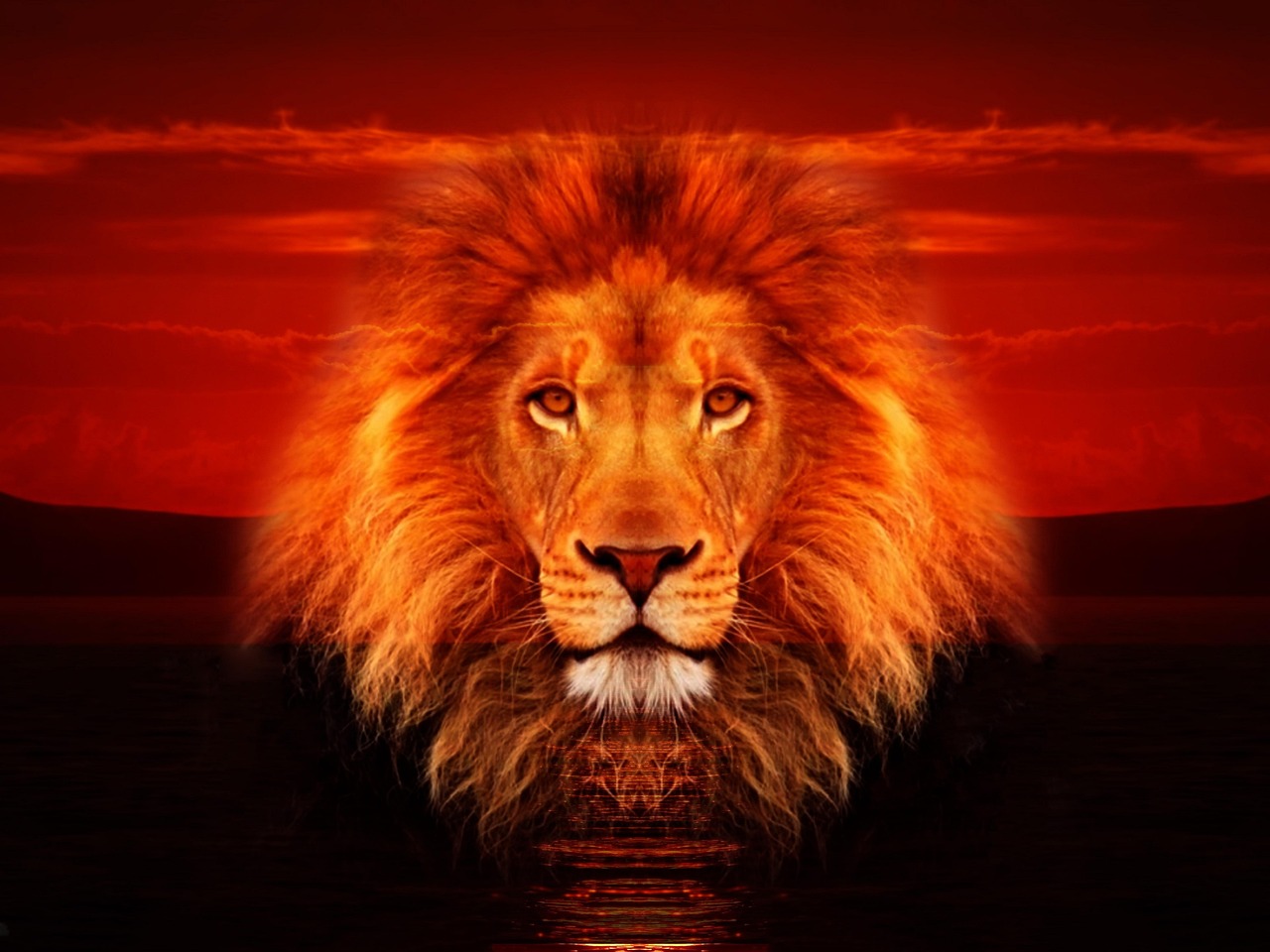 Leão Animal Mar - Imagens grátis no Pixabay - Pixabay