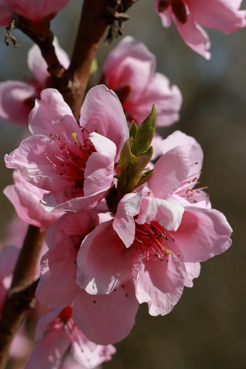 Flores Cor De Rosa Natureza - Foto gratuita no Pixabay - Pixabay