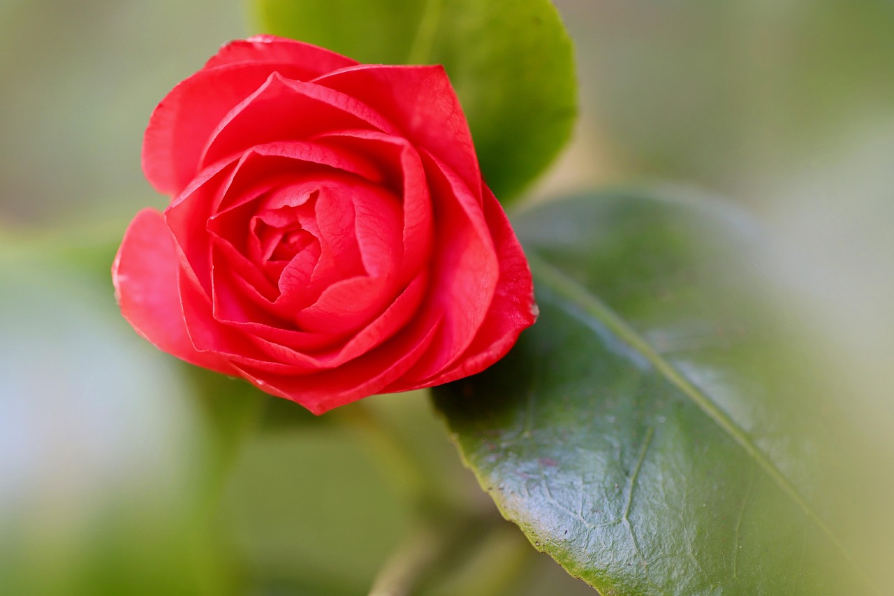 400,000+ Free Camellia Flower & Camellia Images - Pixabay