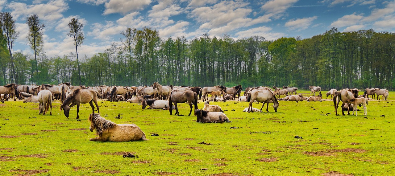 Chevaux Sauvages Animaux Nature - Photo gratuite sur Pixabay - Pixabay